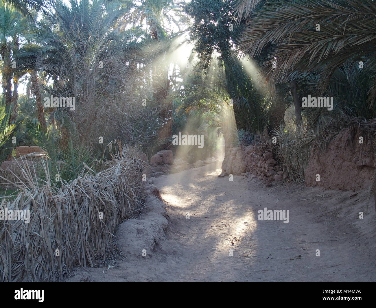 Path in palm oasis with sun light and dust in central Morocco landscape ...