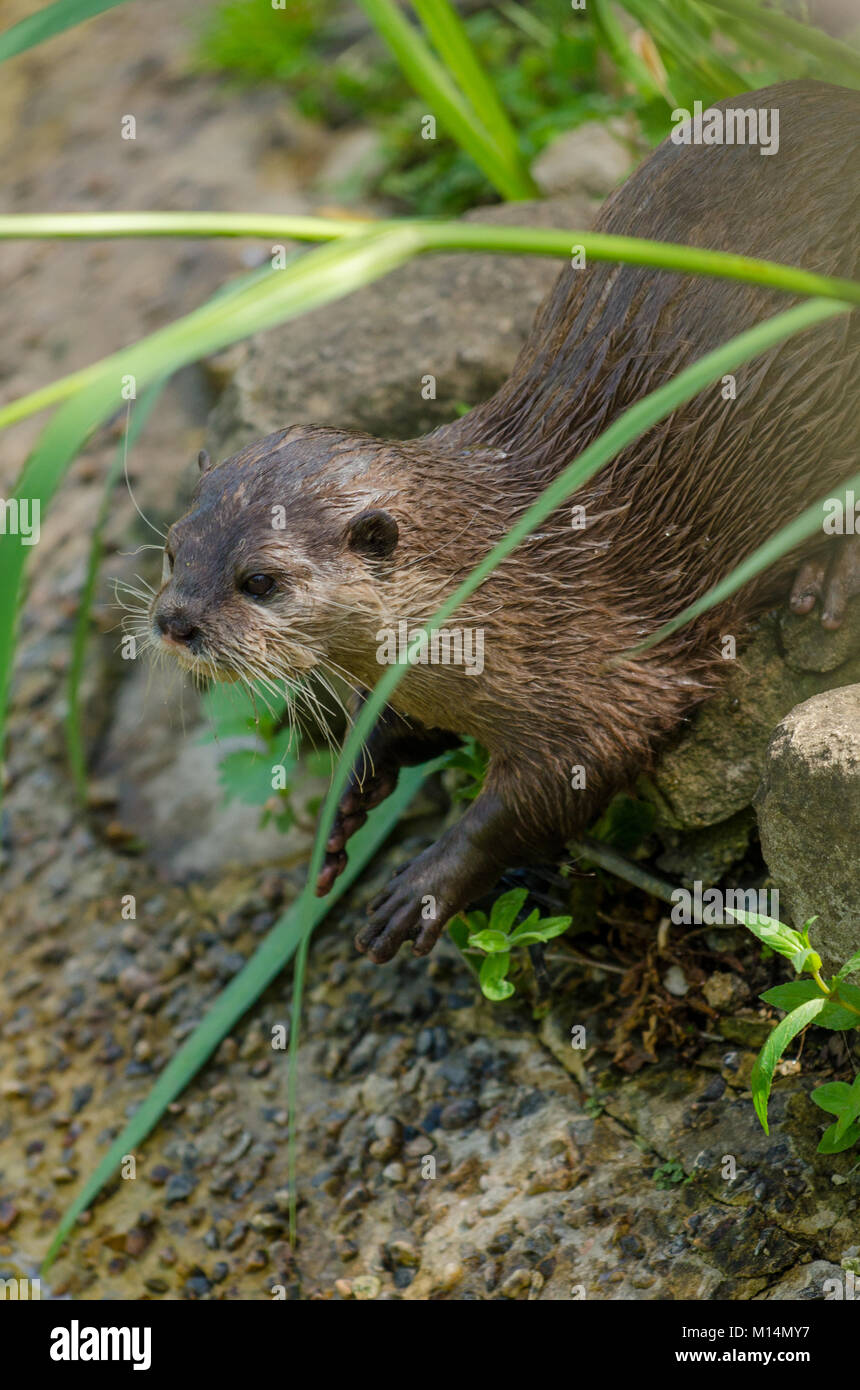 An otter on the riverbank Stock Photo - Alamy
