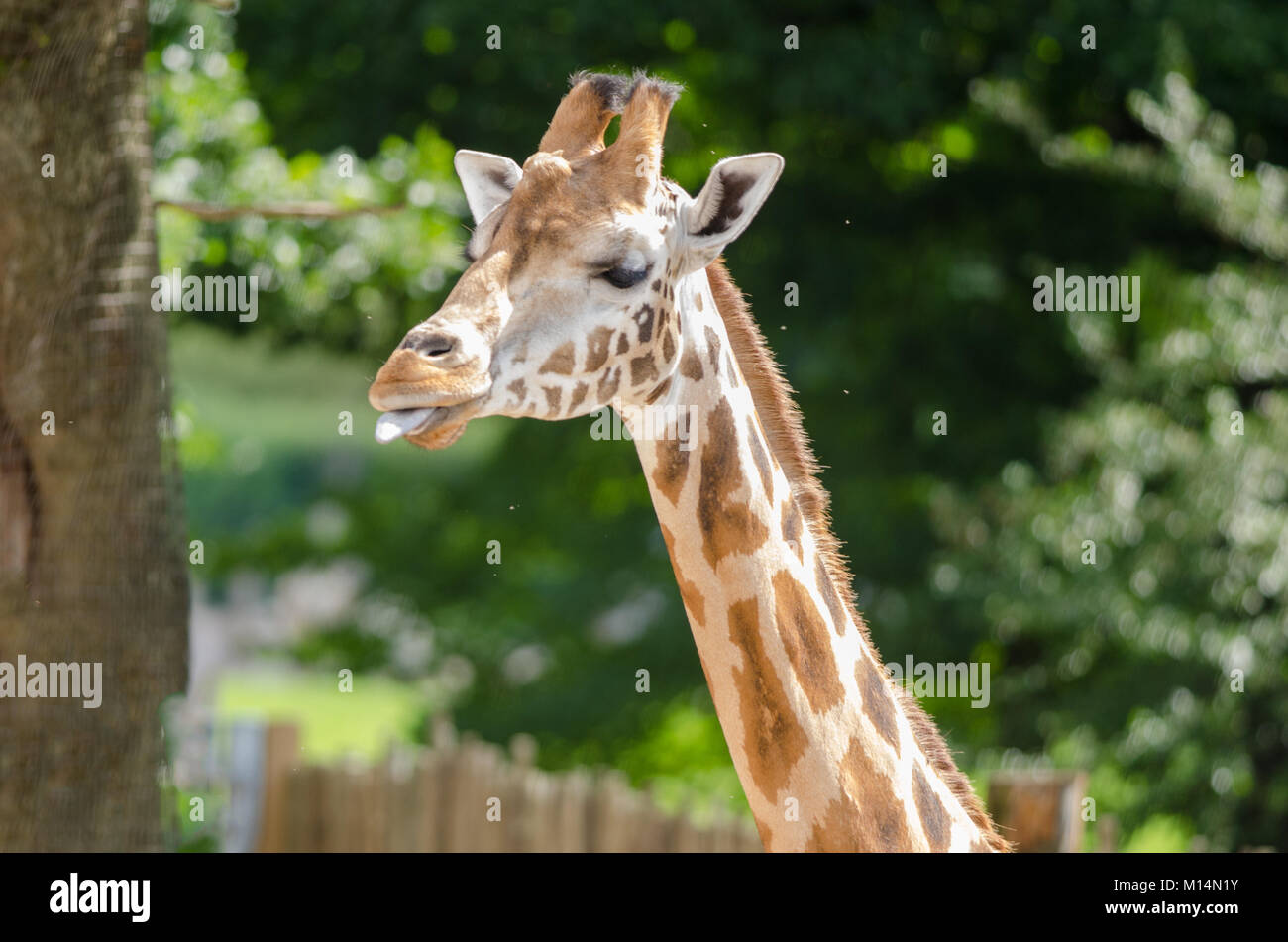 A giraffe in profile Stock Photo - Alamy