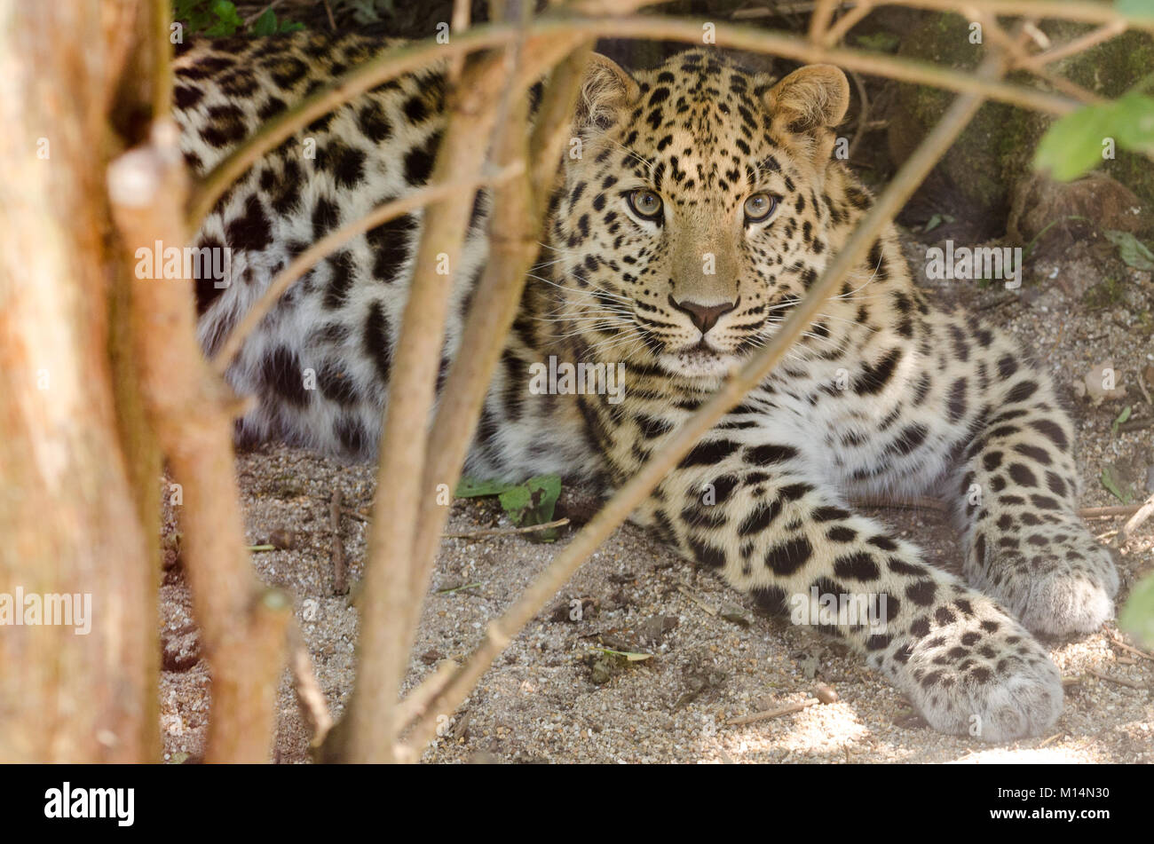 Amur leopard hunting hi-res stock photography and images - Alamy