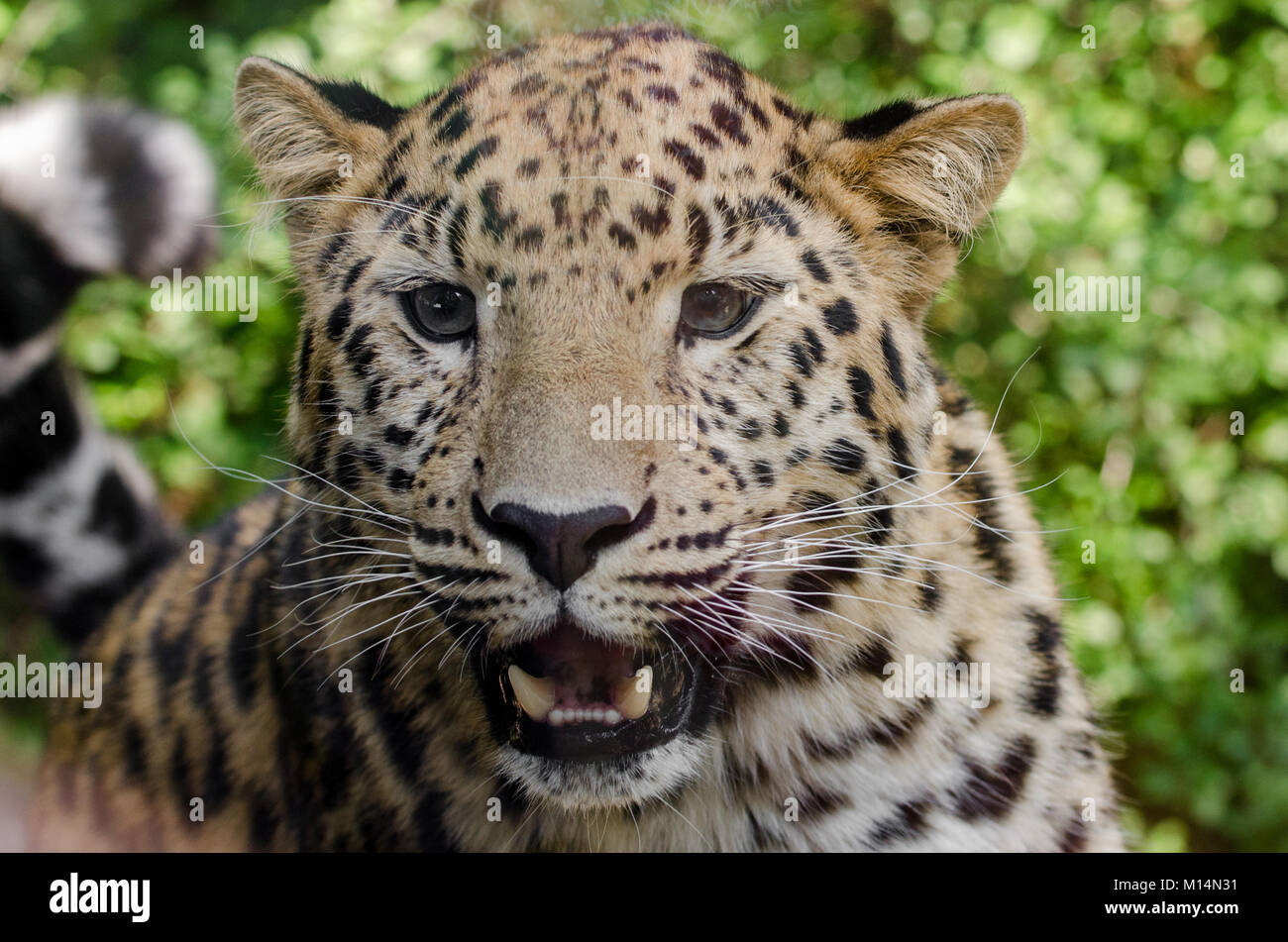 Amur leopard prowling in the undergrowth Stock Photo - Alamy