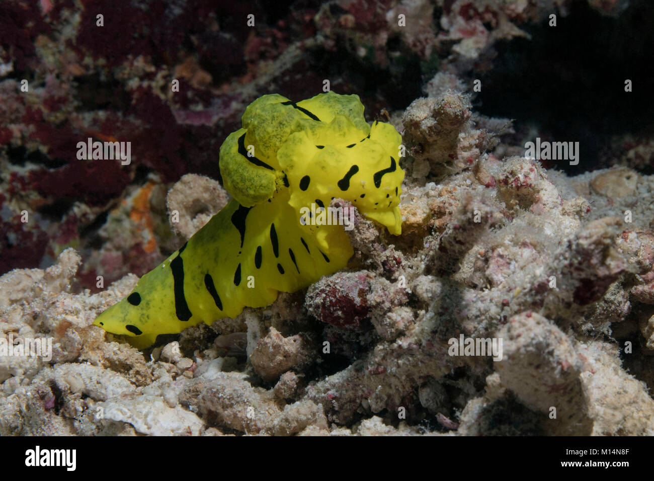 Nudibranch Notodoris minor. Sipadan Island Semporna, Sabah Malaysia ...