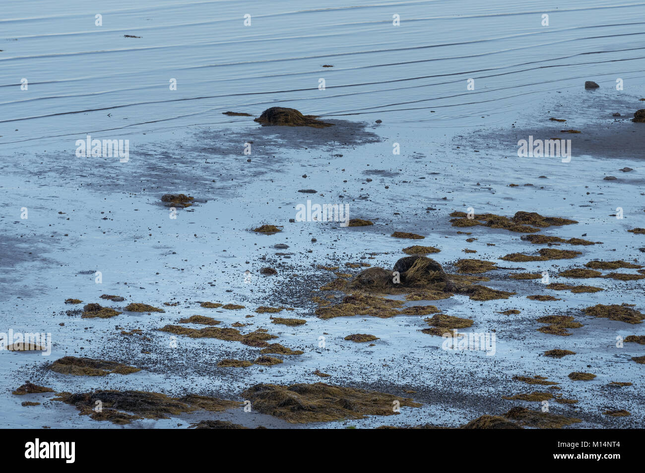 Exposed rockweed hi-res stock photography and images - Alamy