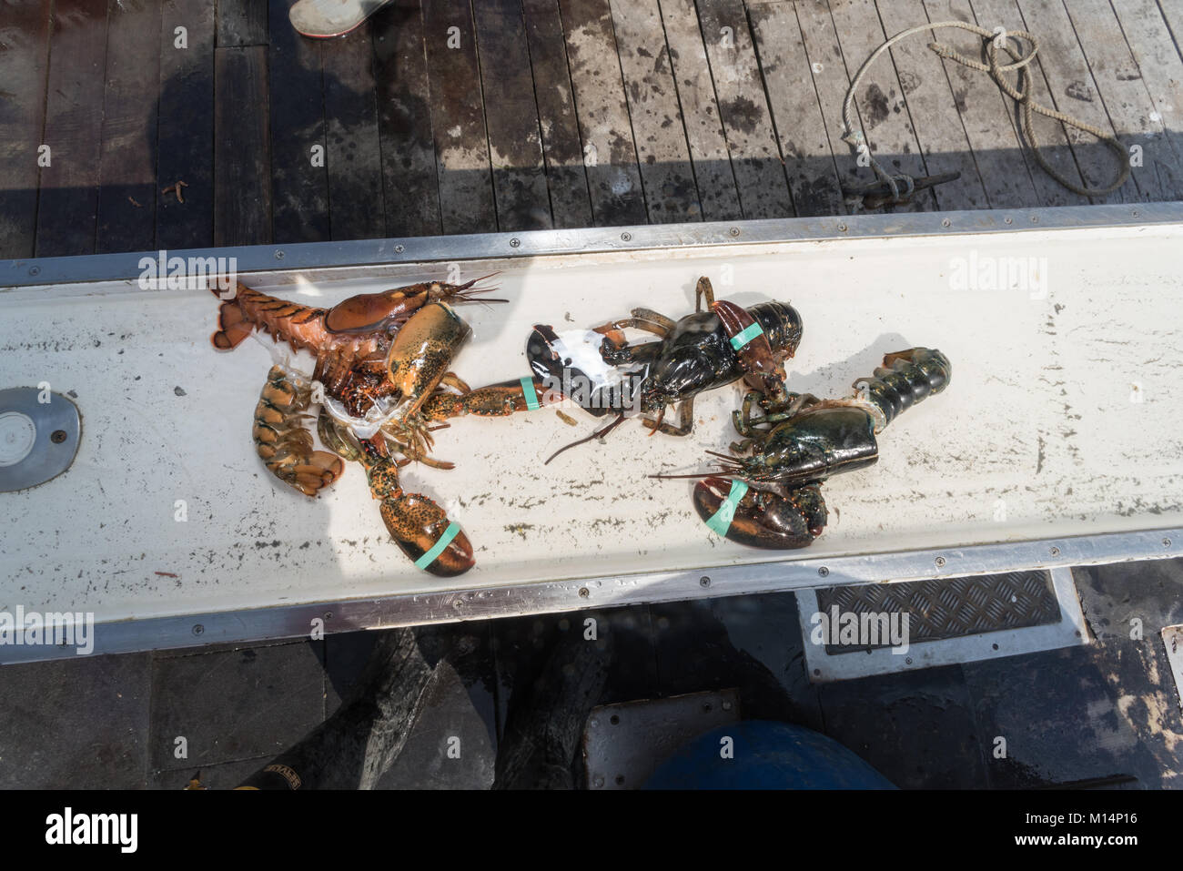 Lobster sheds old shell and becomes a "jelly" thus becoming soft and ...
