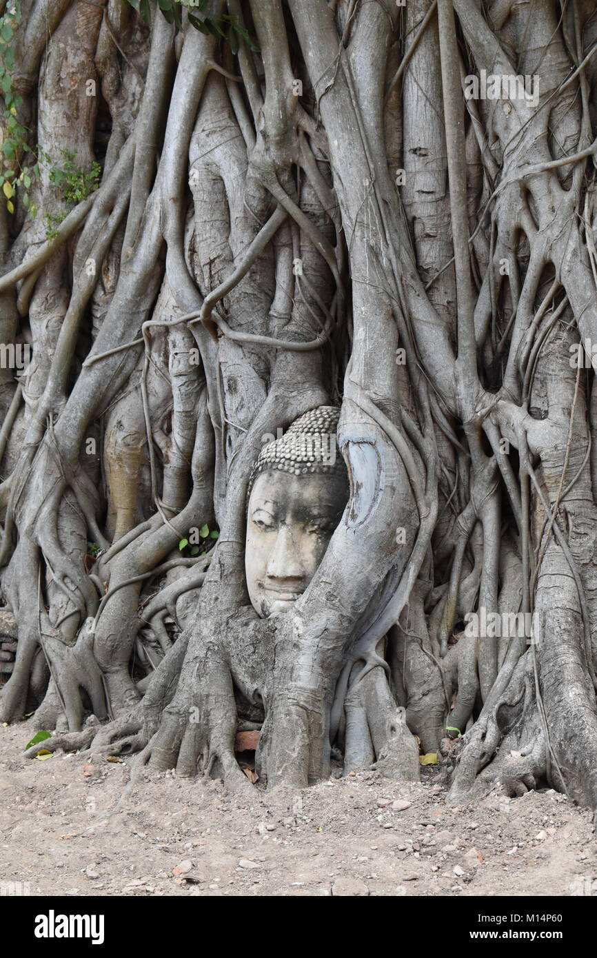 Buddha Head in Tree Roots Stock Photo - Alamy