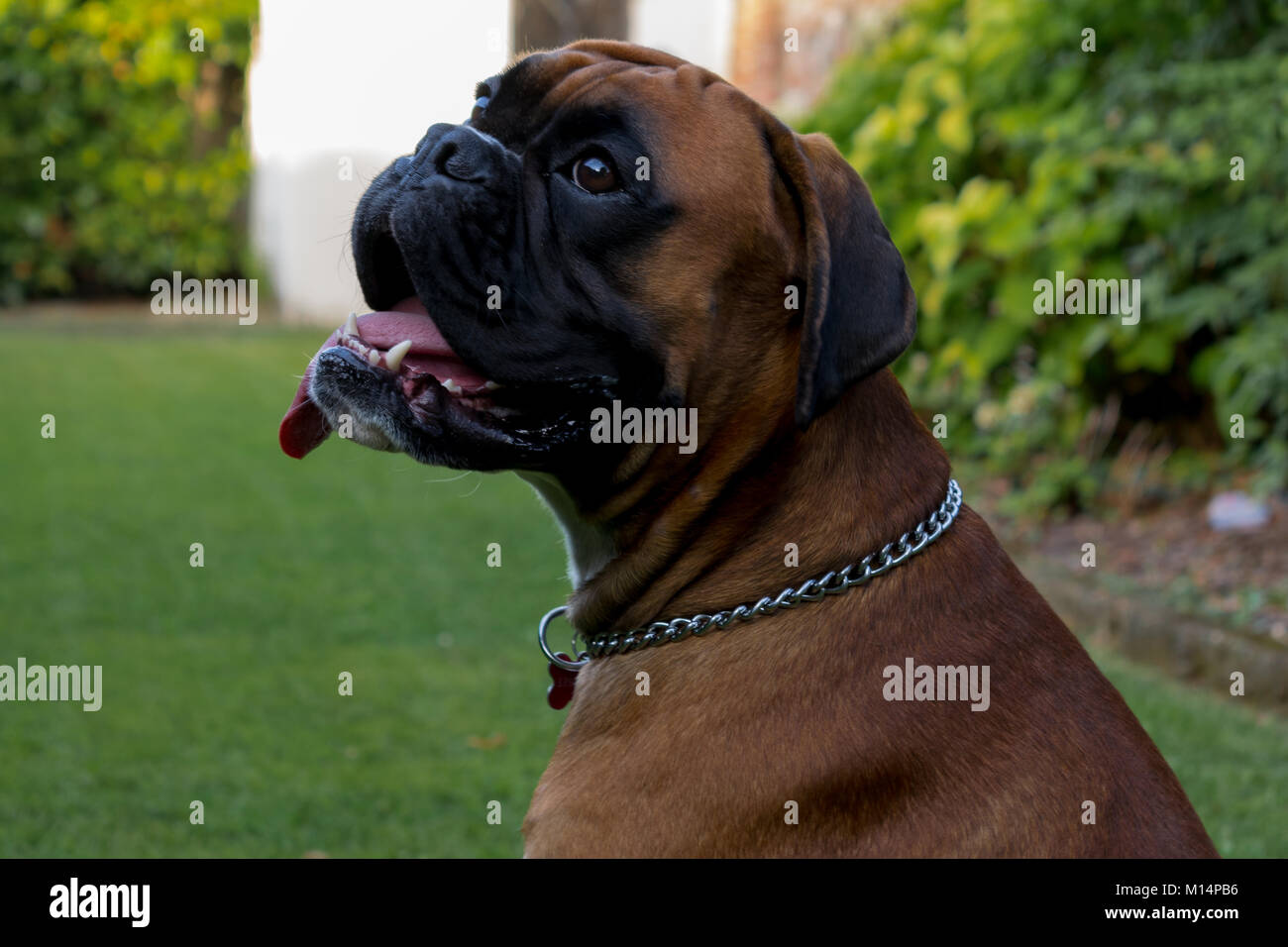 photos of a boxer dog in a garden Stock Photo - Alamy