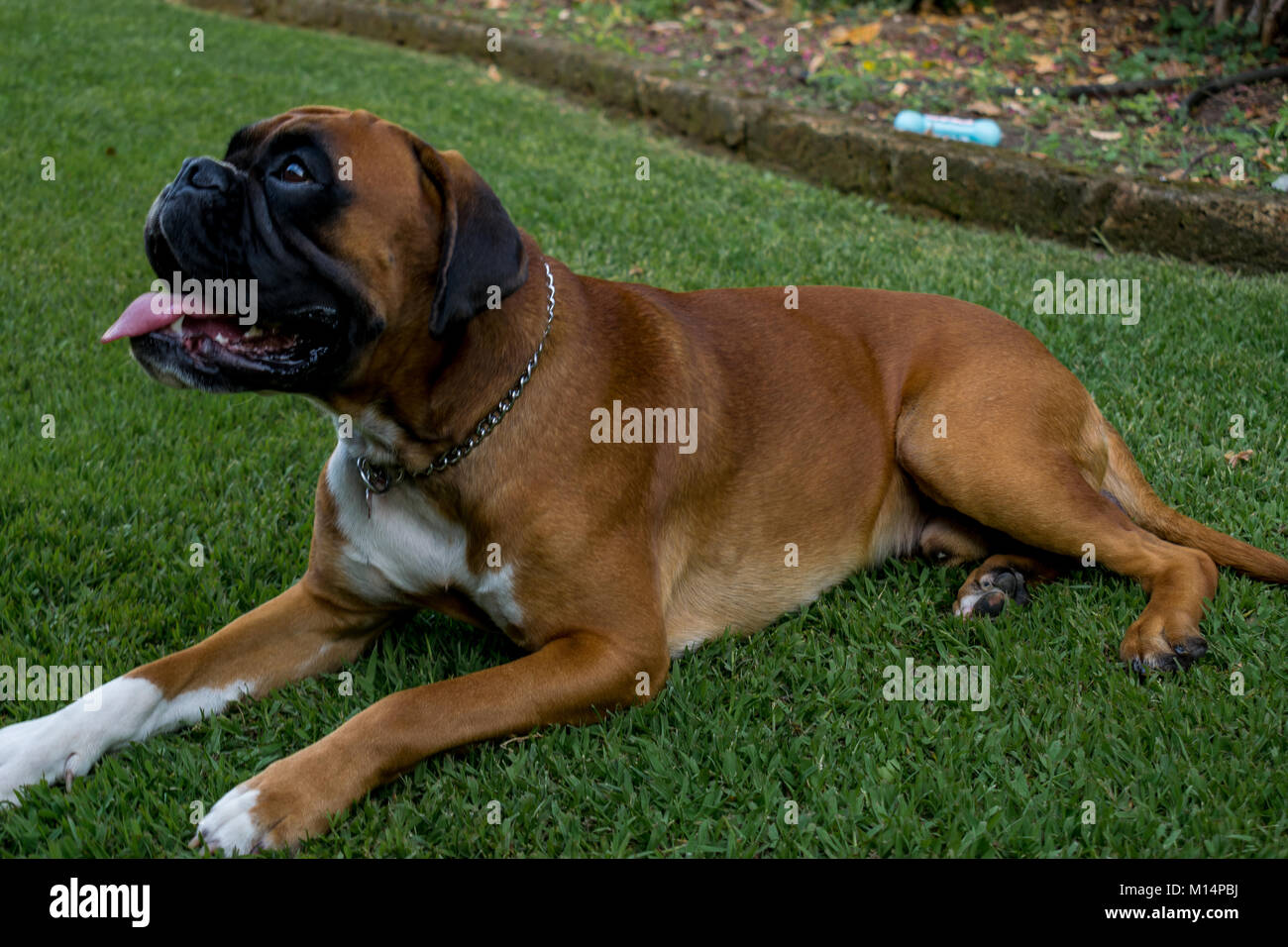 photos of a boxer dog in a garden Stock Photo - Alamy