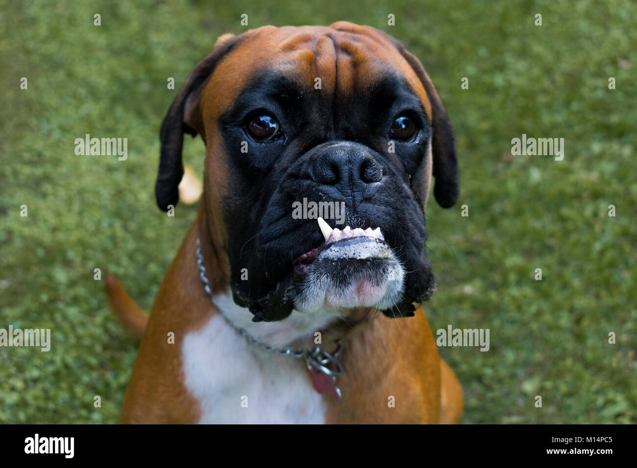 photos of a boxer dog in a garden Stock Photo - Alamy