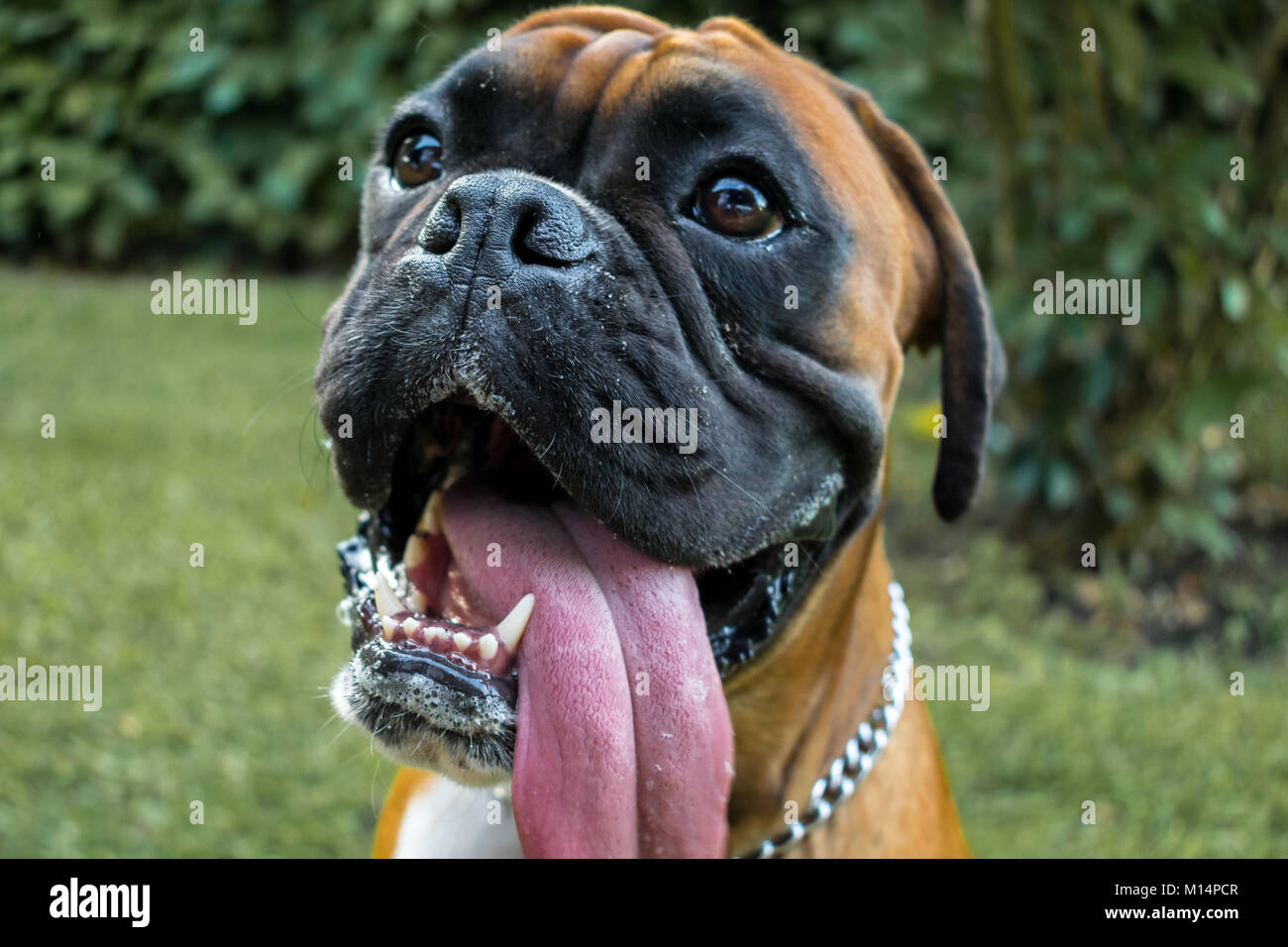 Boxer Dog Teeth