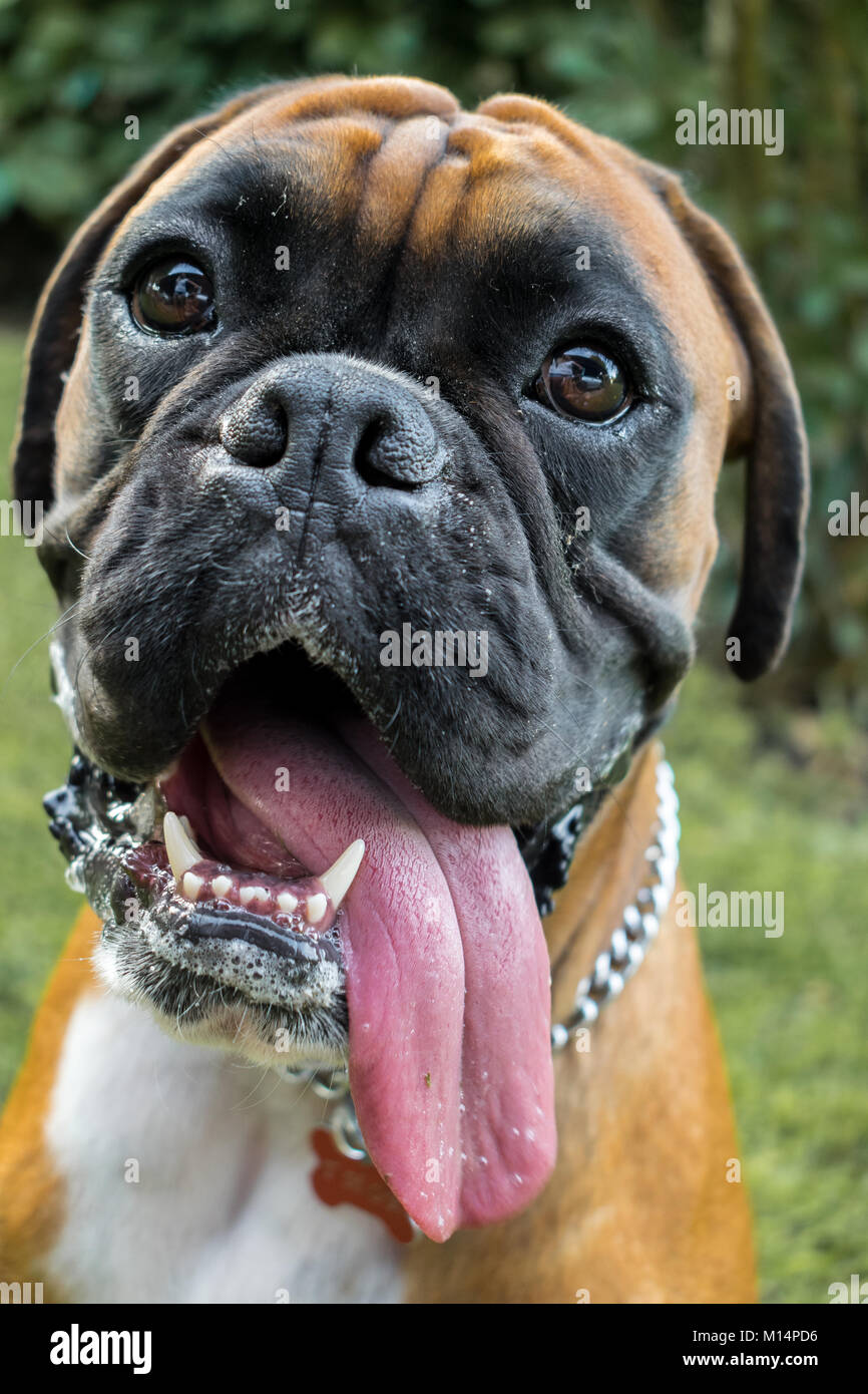 Boxer Dog Teeth Stock Photos & Boxer Dog Teeth Stock Images - Alamy