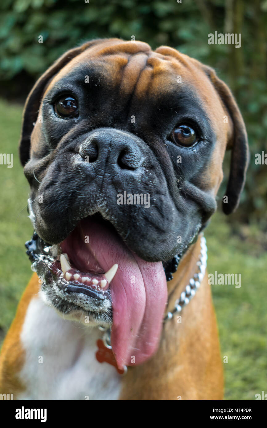 photos of a boxer dog in a garden Stock Photo - Alamy