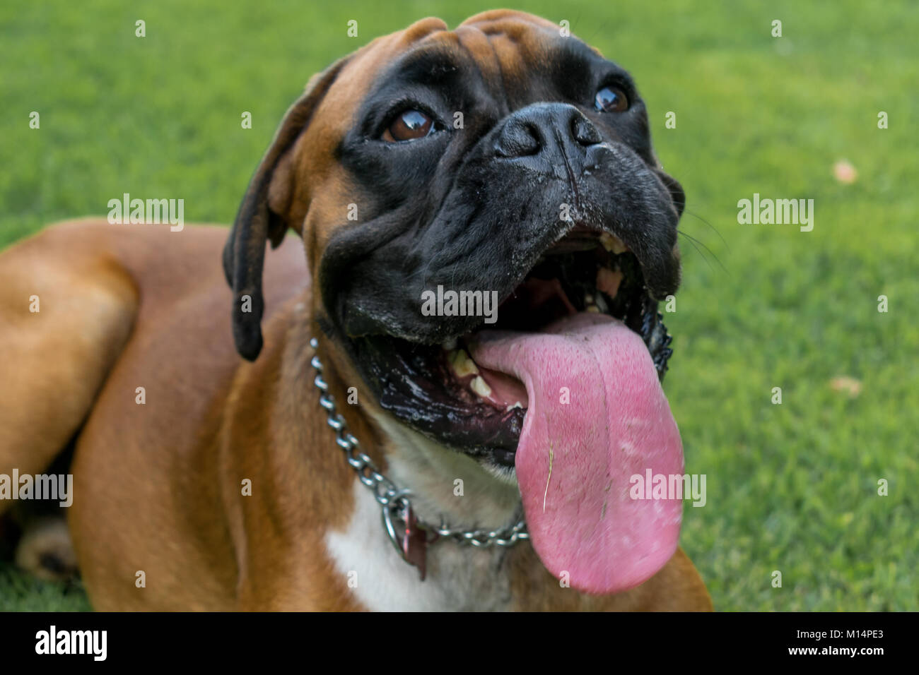 photos of a boxer dog in a garden Stock Photo - Alamy