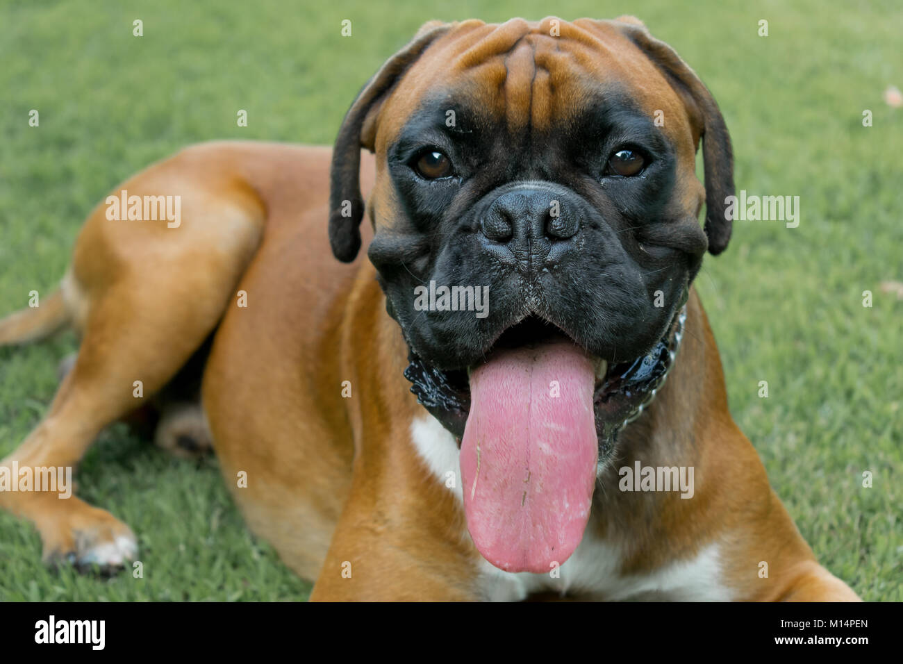 photos of a boxer dog in a garden Stock Photo - Alamy