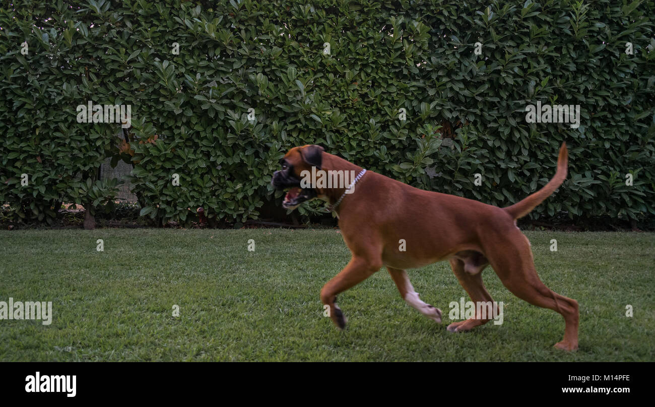 Boxer dog photos hi-res stock photography and images - Alamy