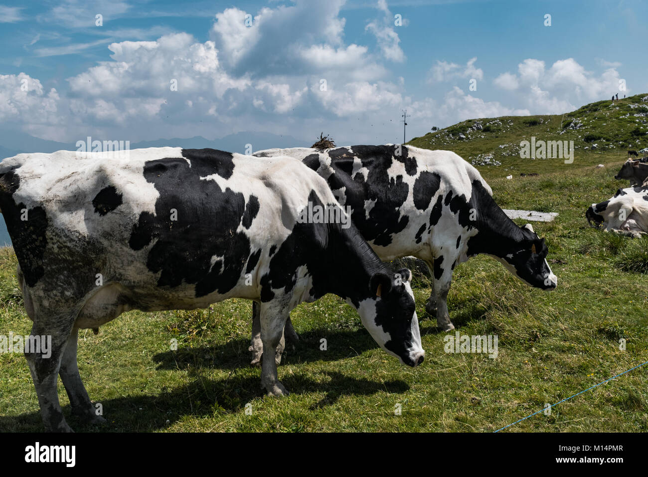 cows in monte baldo, italy Stock Photo - Alamy