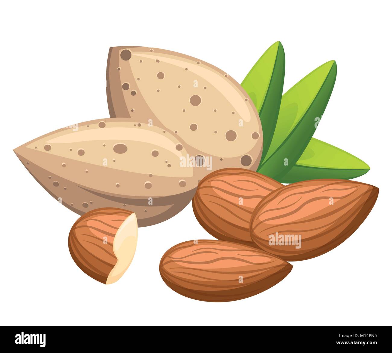 Shelled and without shell almond nut with leaves vector illustration ...