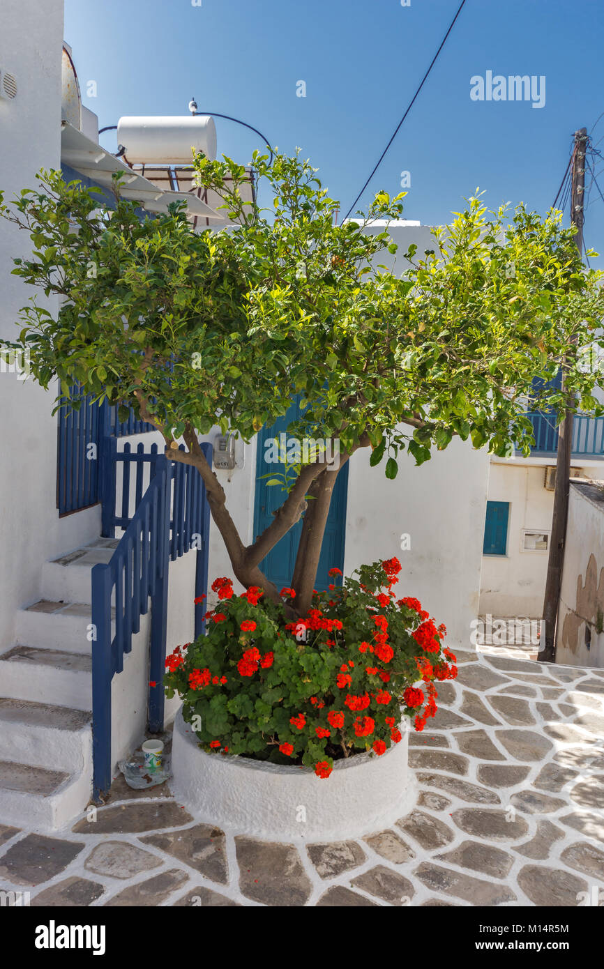 white houses with flowers in town of Parakia, Paros island, Cyclades ...