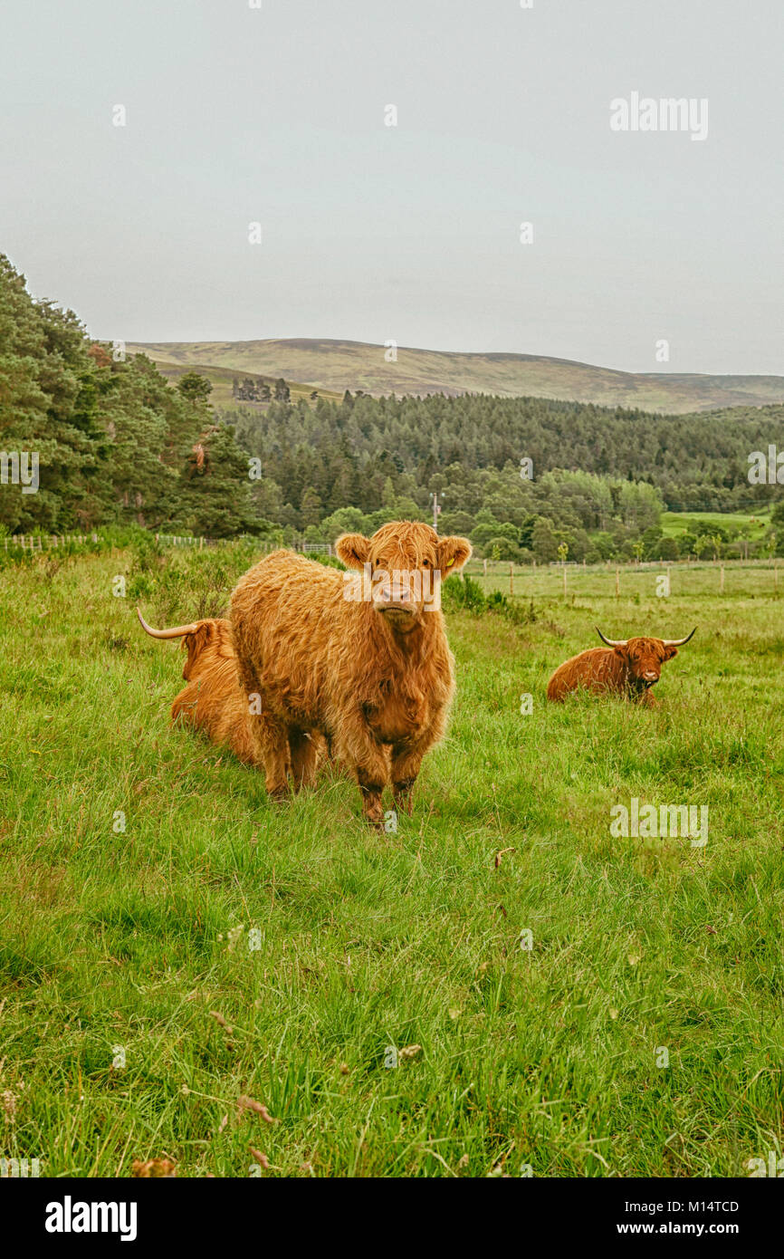 Highlander milk hi-res stock photography and images - Alamy