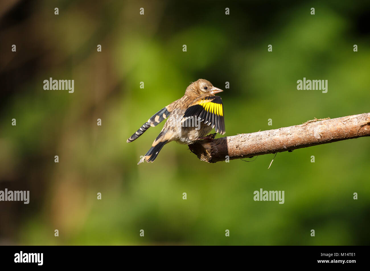Fledgling goldfinch hi-res stock photography and images - Alamy