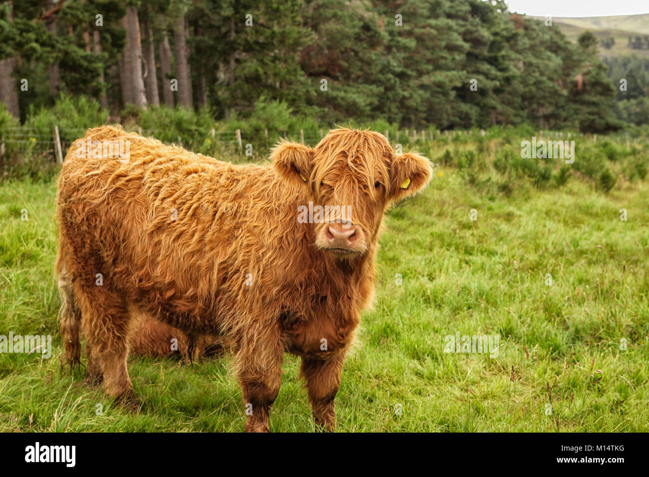 Highlander milk hi-res stock photography and images - Alamy