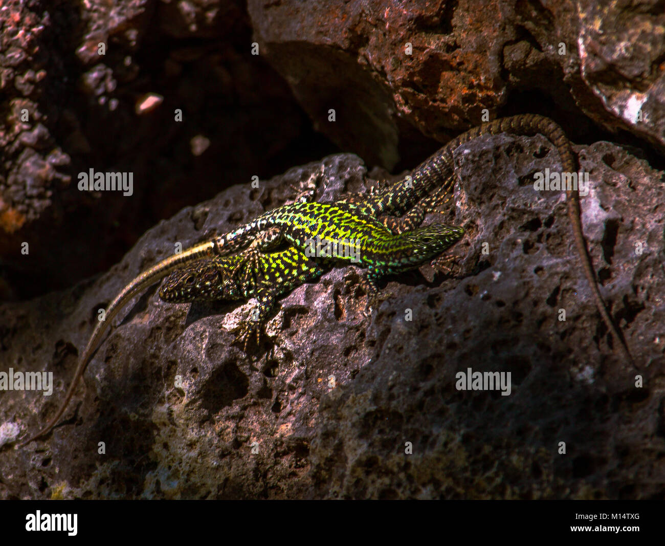 Two lizards on a rock - Two Italian wall lizards on a brick wall in the ...