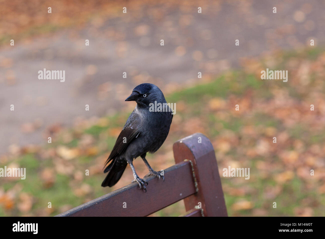 A crow stands on a brown, wooden park bench looking off to the distance ...