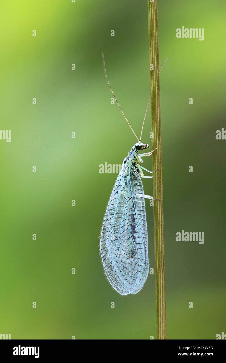 Chrysopa Perla High Resolution Stock Photography and Images - Alamy