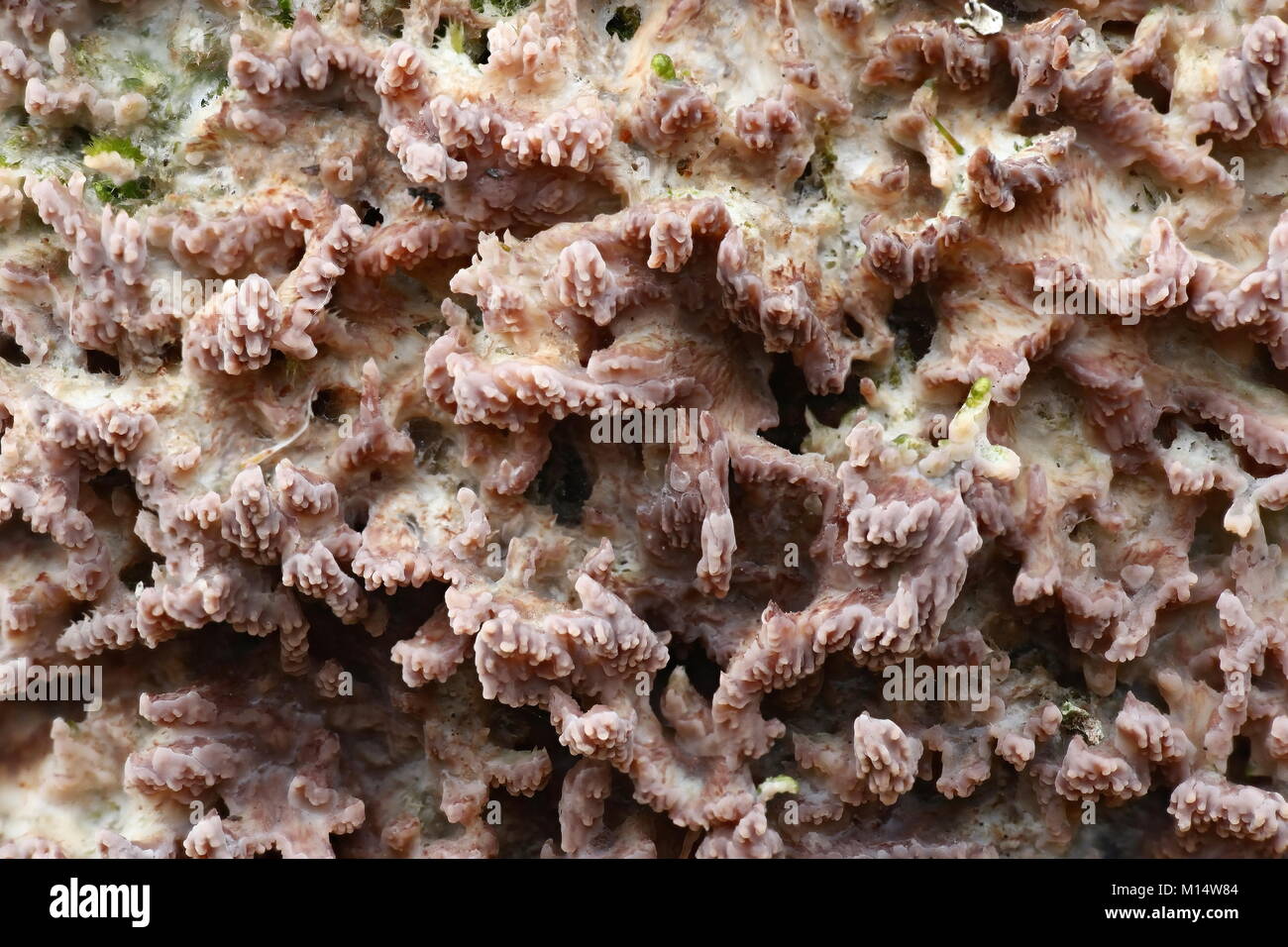 Wrinkled crust fungus, Phlebia radiata Stock Photo - Alamy