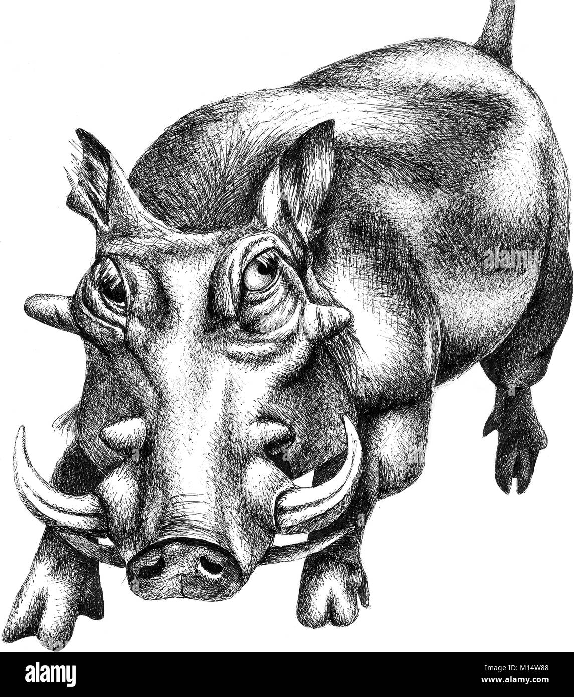 Warthog Black and White Stock Photos & Images - Alamy