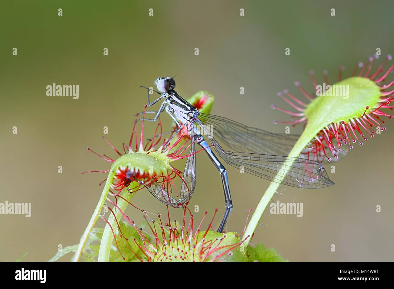 Round-leaved sundew (Drosera rotundifolia), is feeding on arctic bluet ...