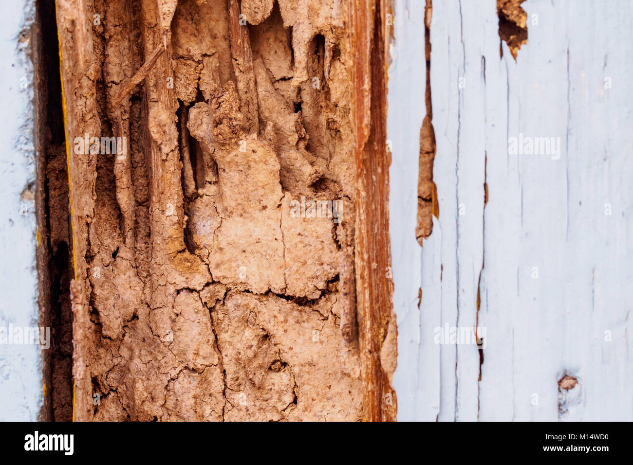 Termite damage hi-res stock photography and images - Alamy