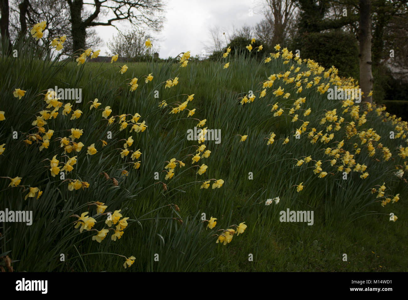 Daffodils in Bloom Stock Photo - Alamy