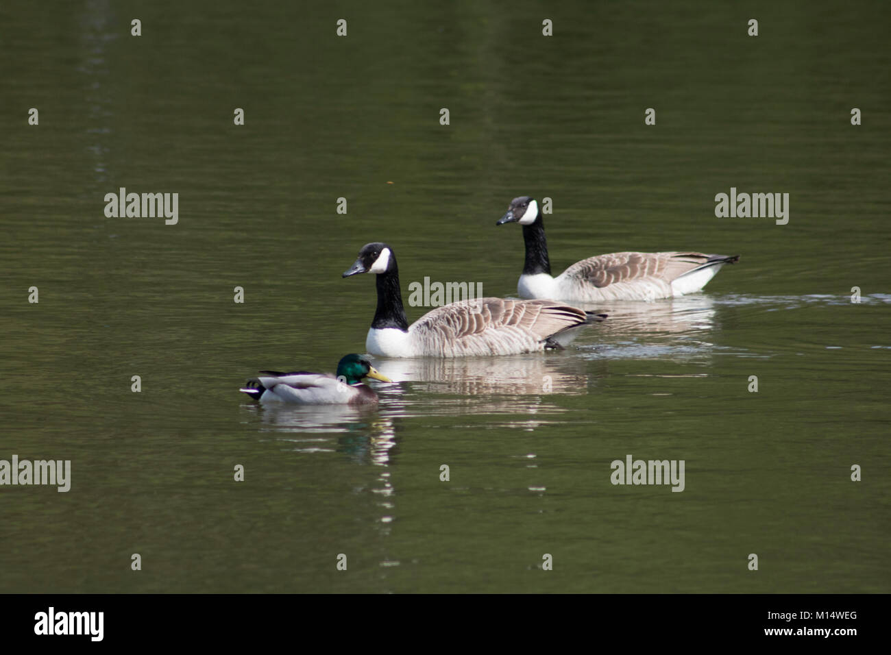 Birkacre hi-res stock photography and images - Alamy