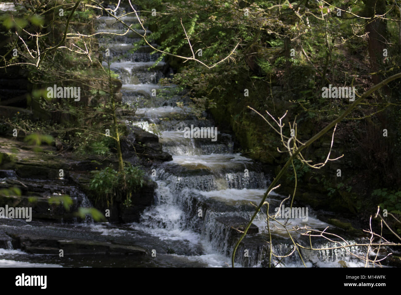 Horse Riding at Birkacre Stock Photo - Alamy