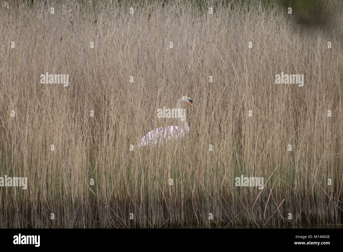 Birkacre hi-res stock photography and images - Alamy