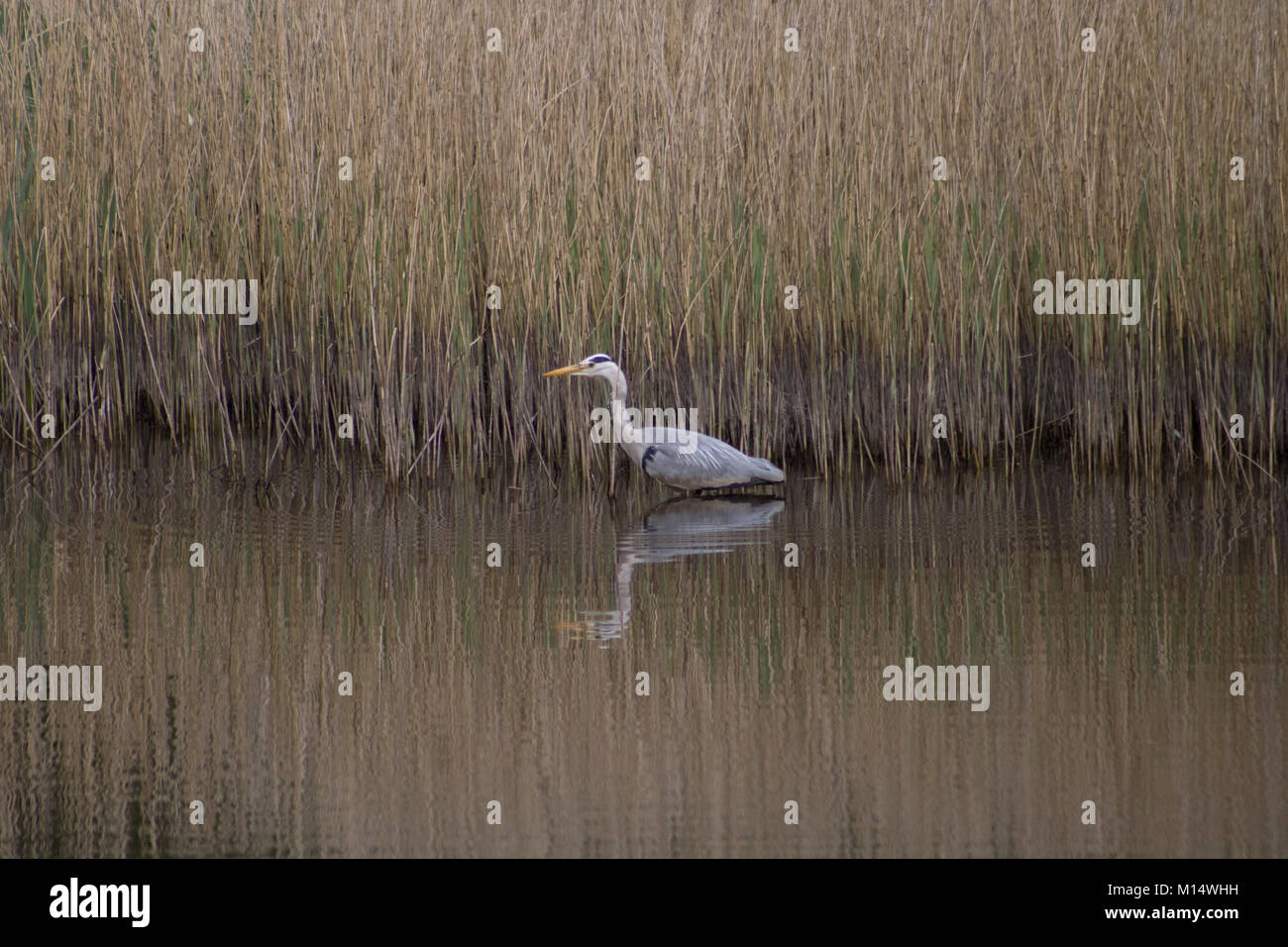 Birkacre hi-res stock photography and images - Alamy