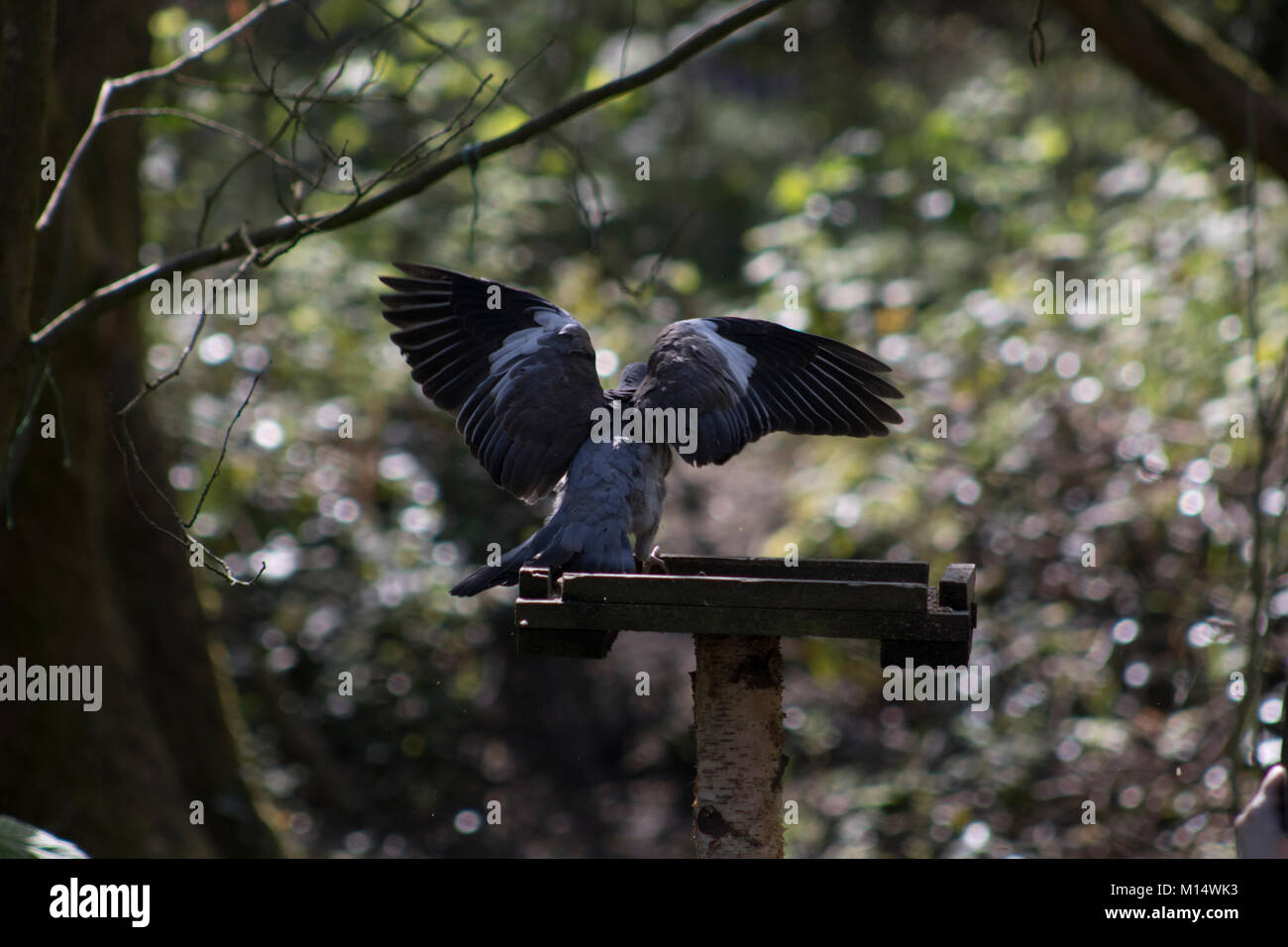 Gathering on the Water Stock Photo - Alamy