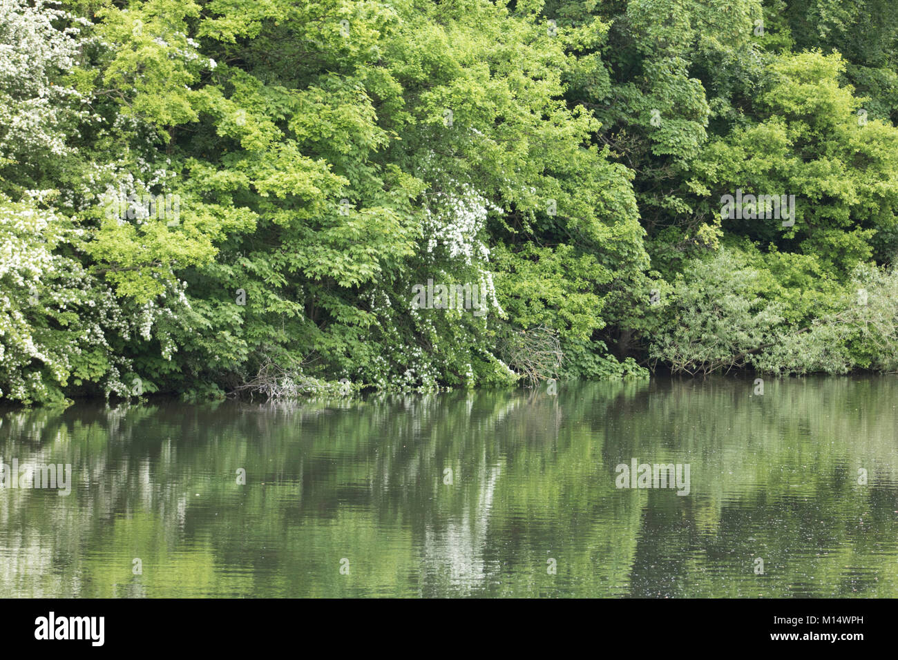 Horse Riding at Birkacre Stock Photo - Alamy