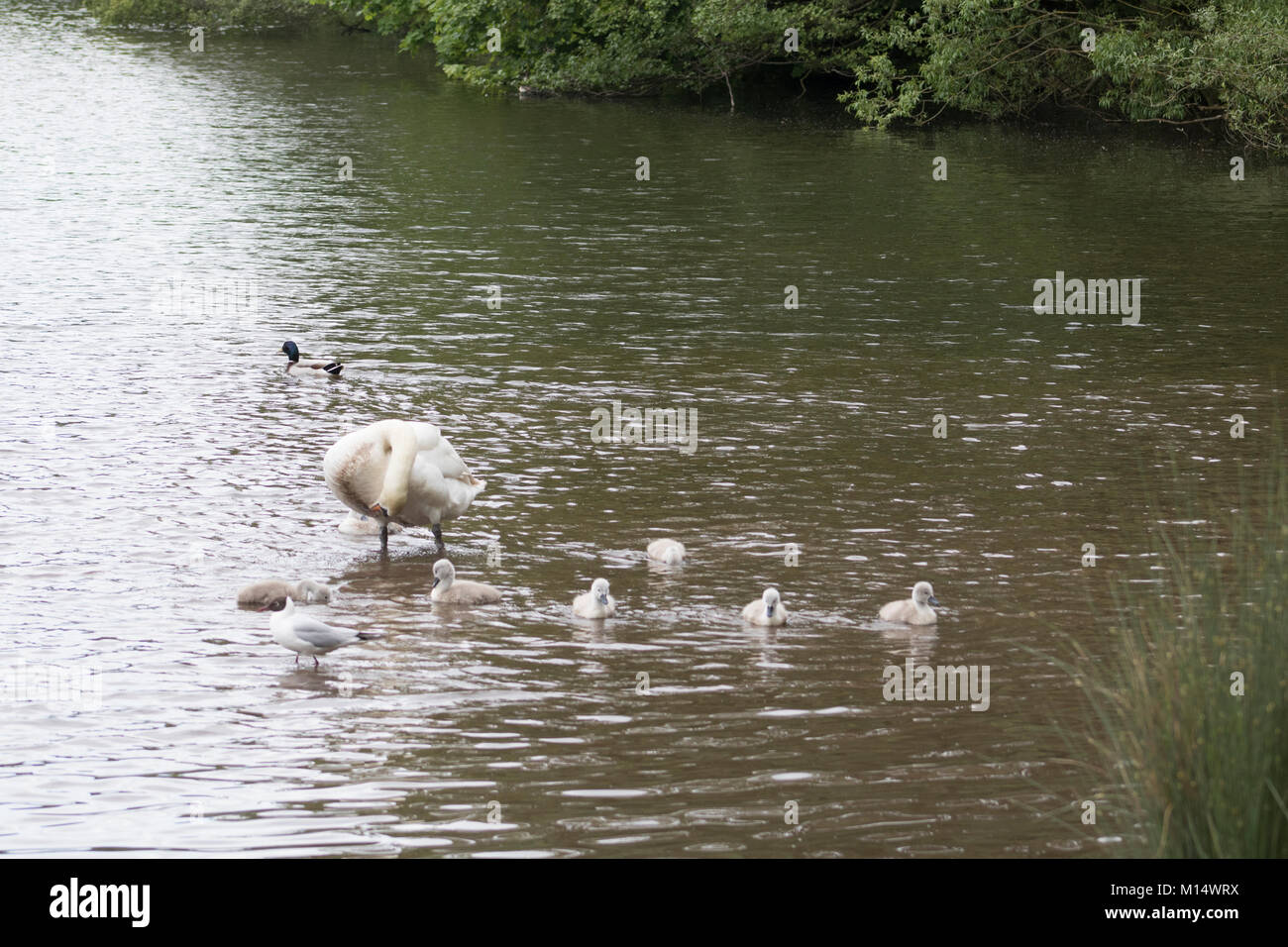 Horse Riding at Birkacre Stock Photo - Alamy