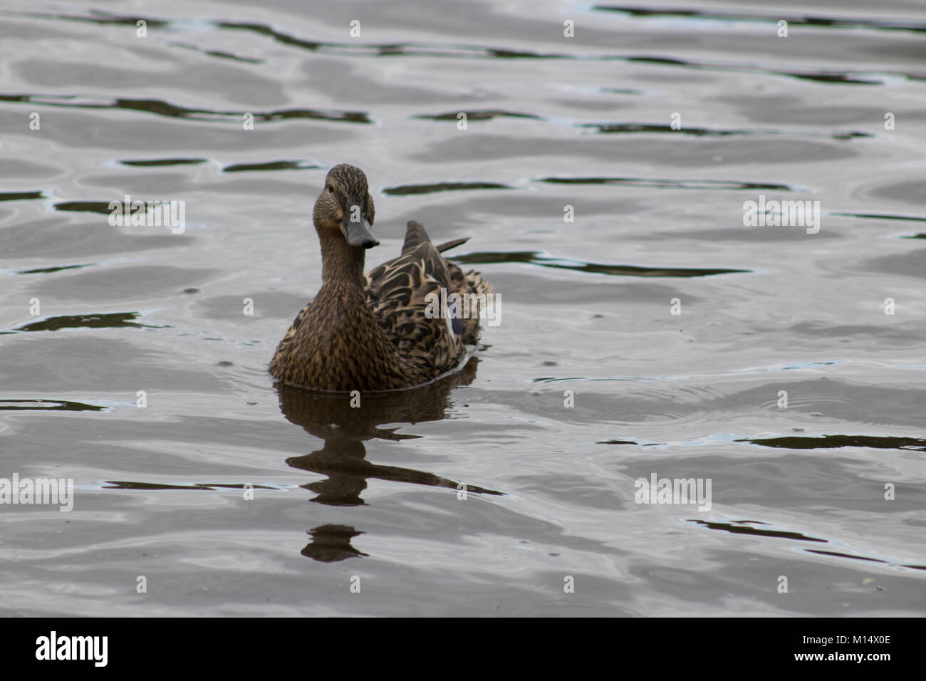 Birkacre hi-res stock photography and images - Alamy