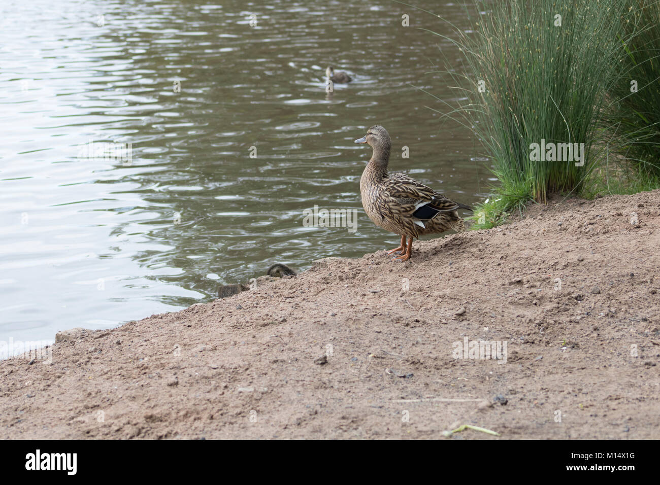 Birkacre hi-res stock photography and images - Alamy