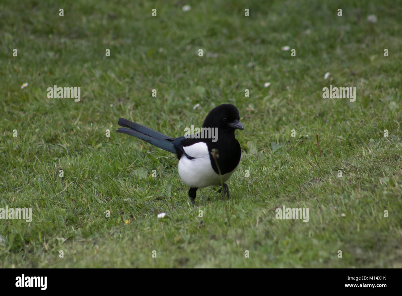 Gathering on the Water Stock Photo - Alamy