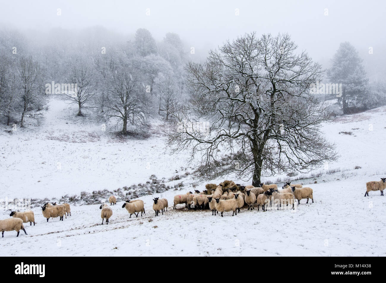 Snow sheep shropshire tree hi-res stock photography and images - Alamy