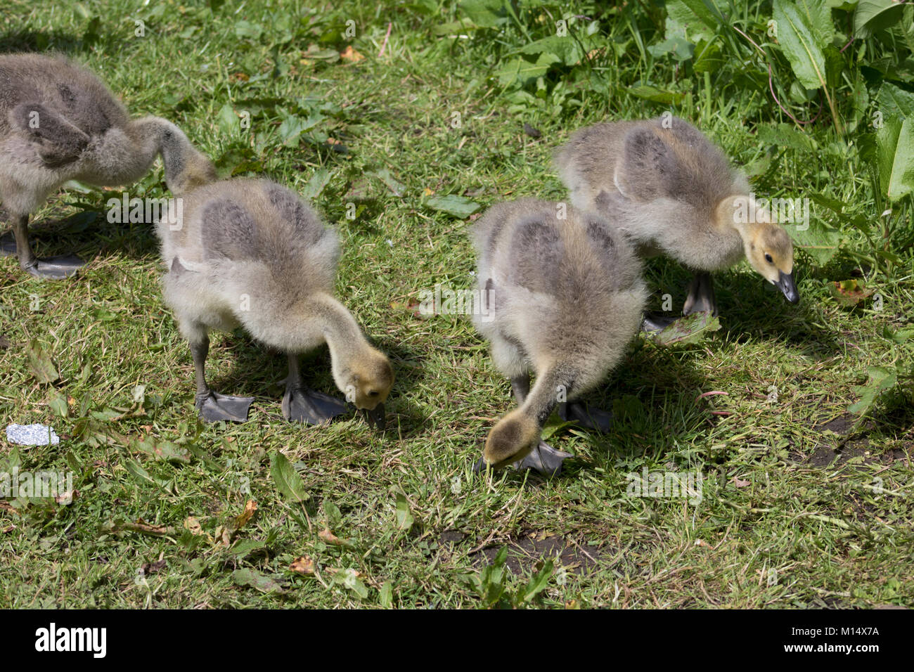 Birkacre hi-res stock photography and images - Alamy