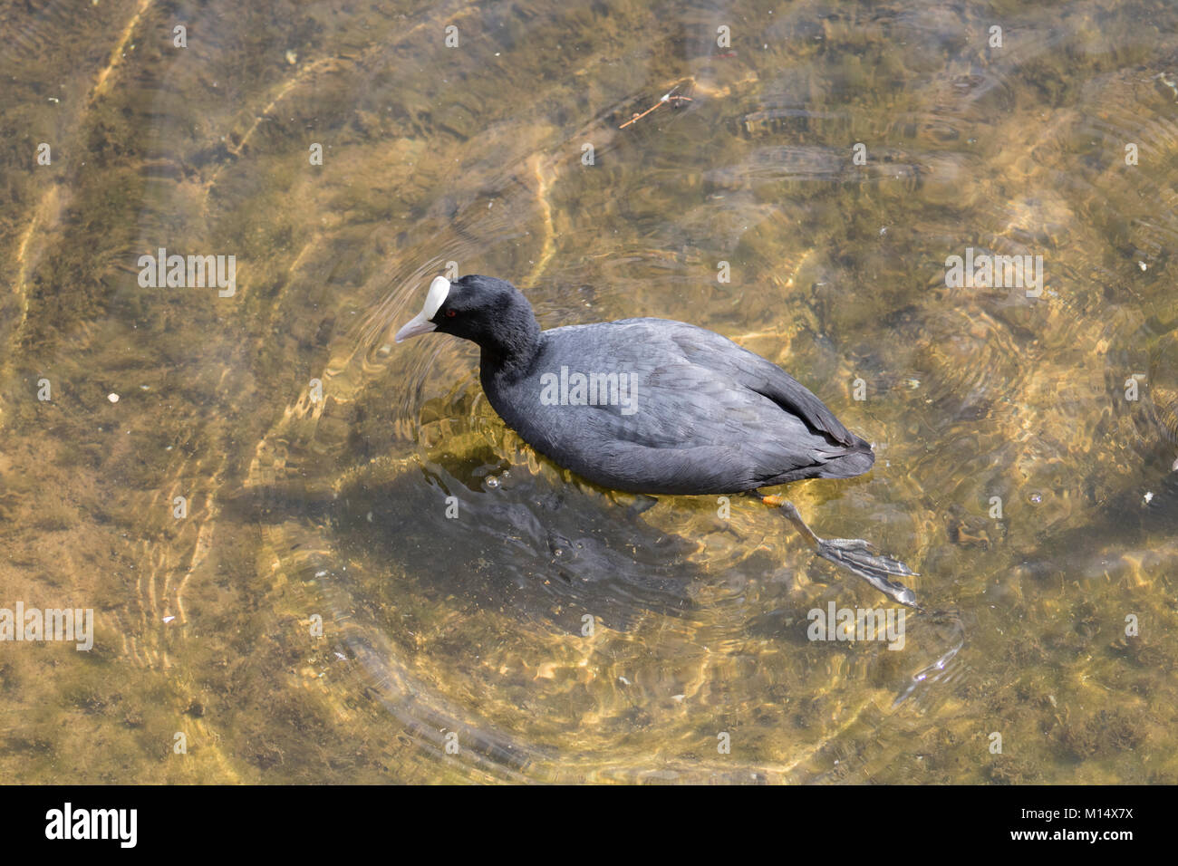 Gathering on the Water Stock Photo - Alamy