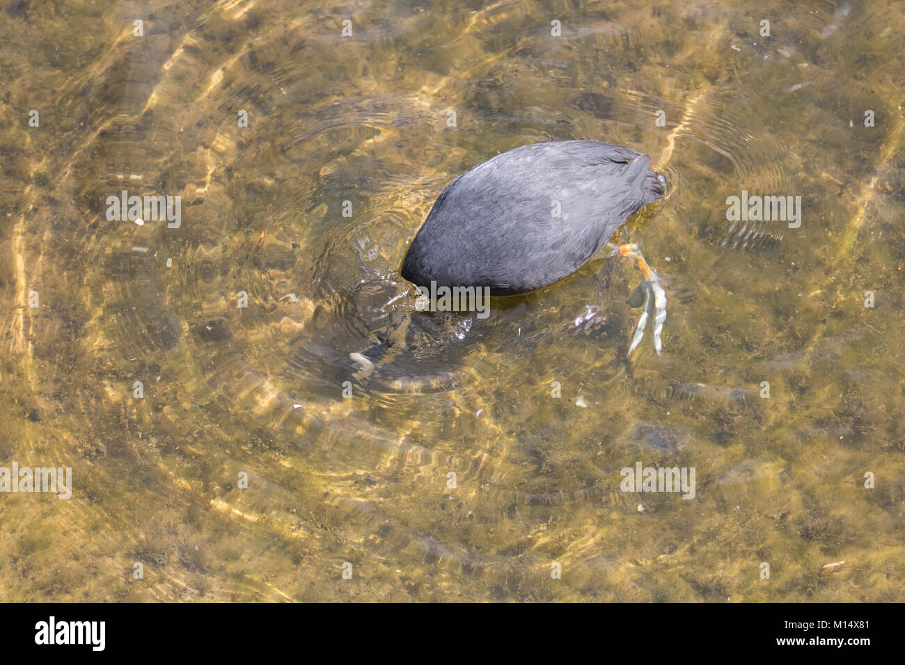 Gathering on the Water Stock Photo - Alamy