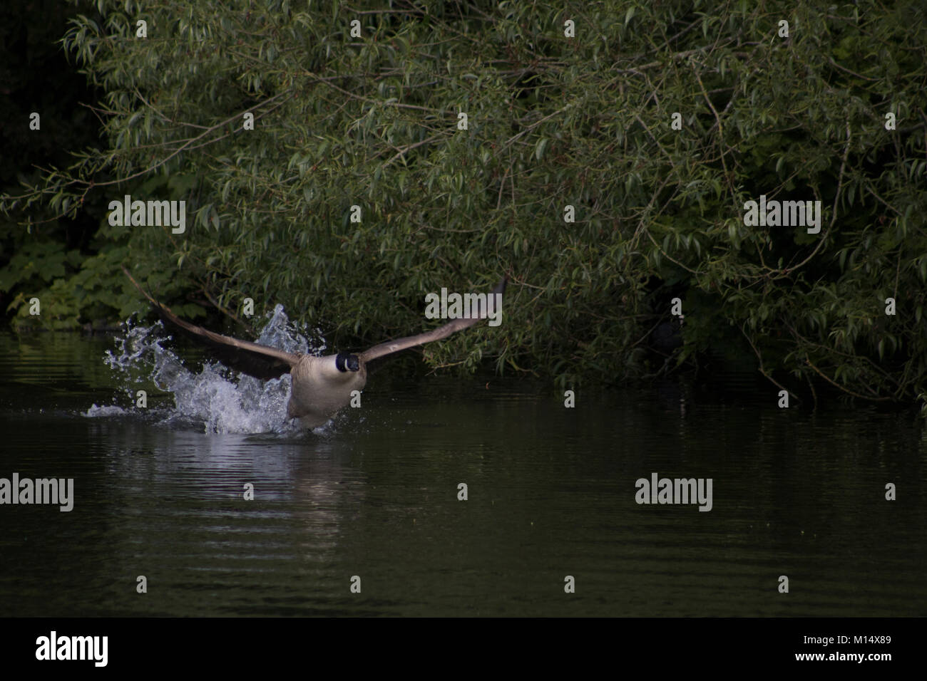 Gathering on the Water Stock Photo - Alamy