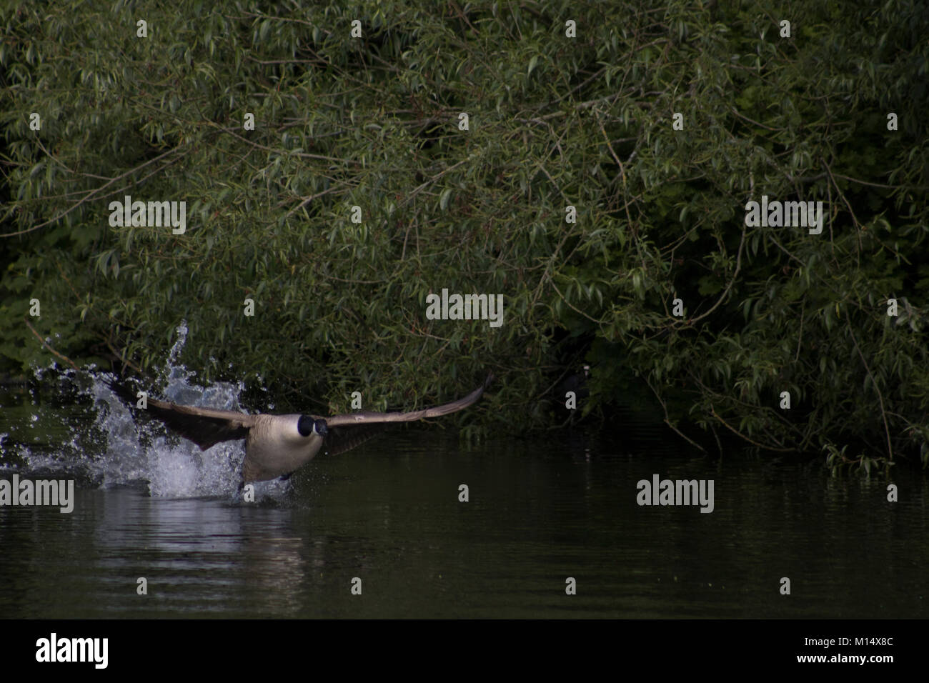 Gathering on the Water Stock Photo - Alamy