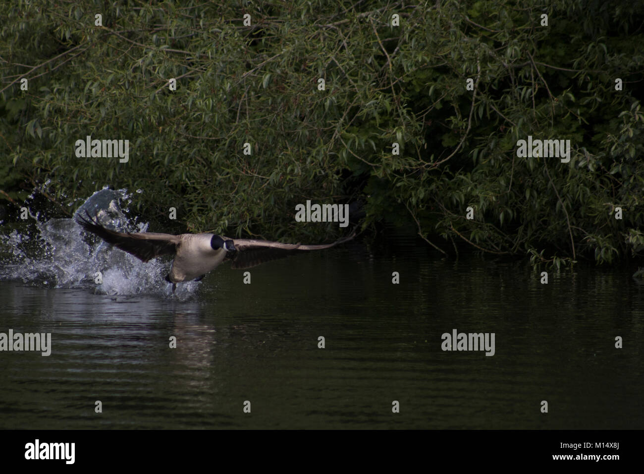 Gathering on the Water Stock Photo - Alamy