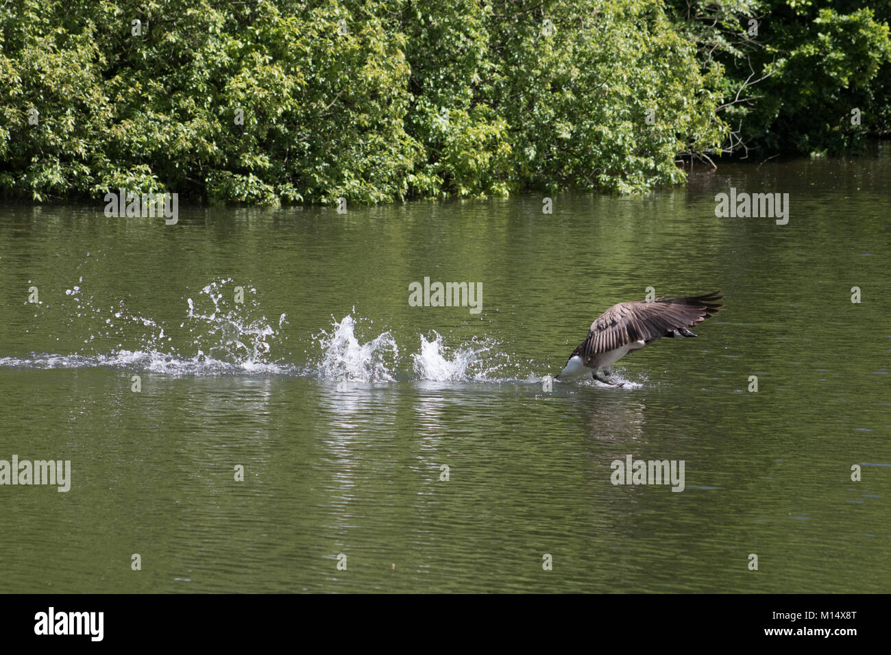 Gathering on the Water Stock Photo - Alamy